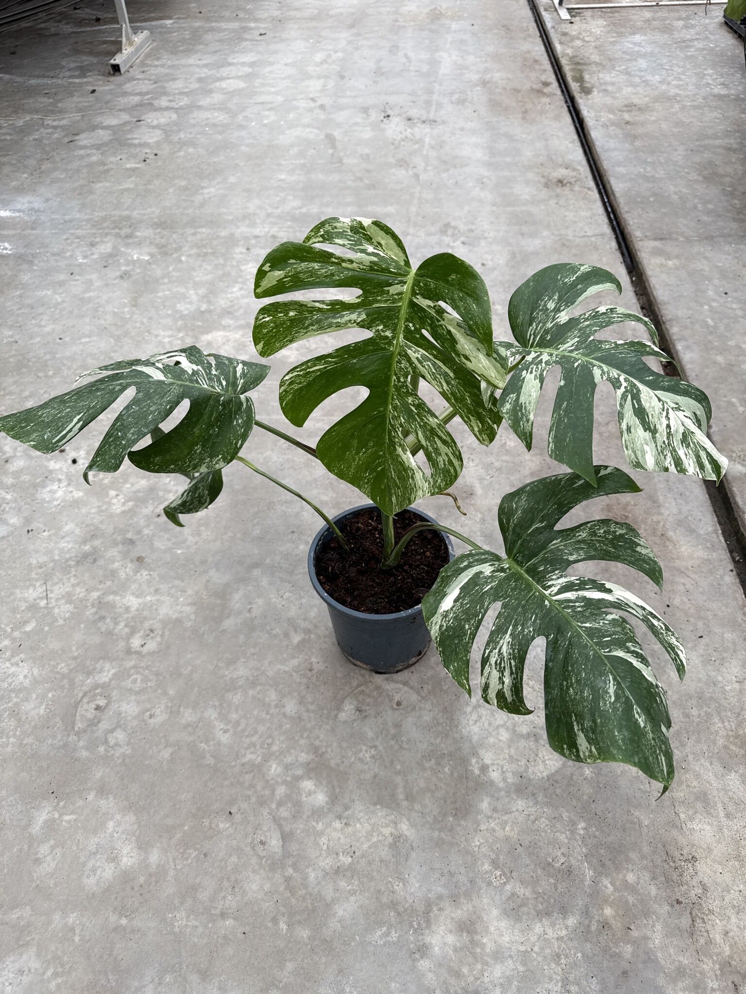 Monstera Albo Deliciosa Variegata Ø19 | Limited Leaves - Limited Leaves