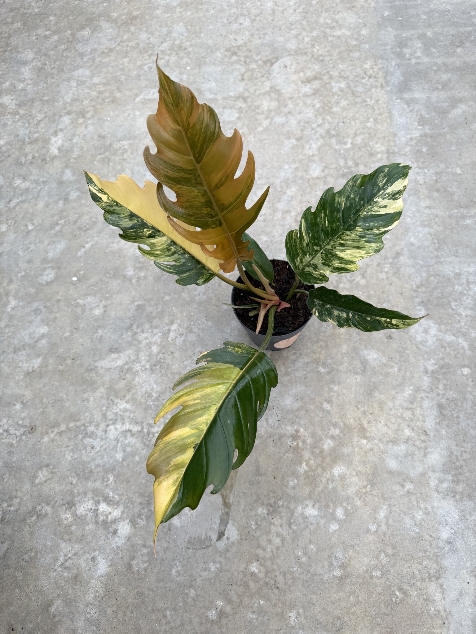Philodendron Caramel Marble ø15 | Limited Leaves - Limited Leaves