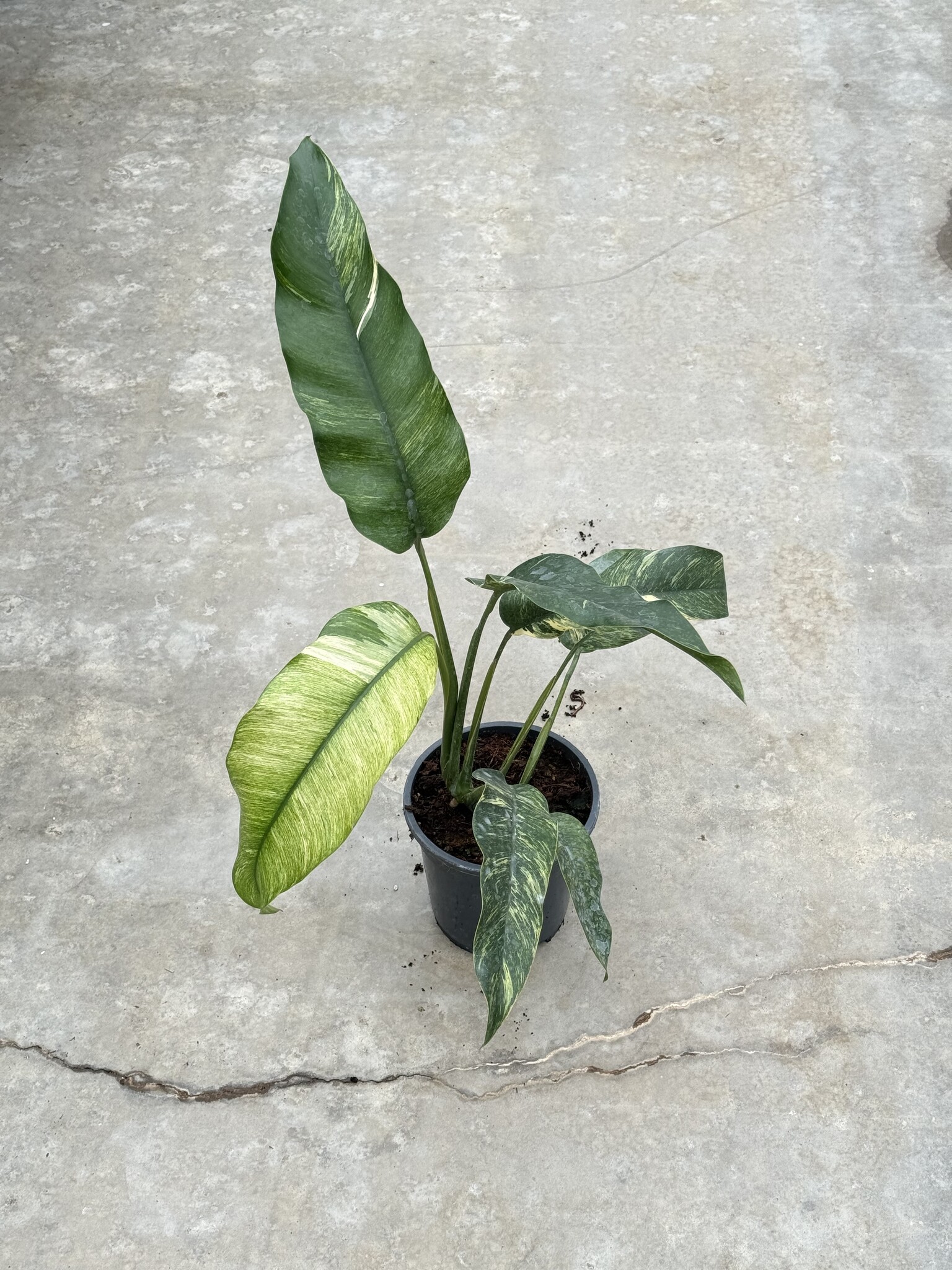 Epipremnum Giganteum Marble Variegated Ø15 | Limited Leaves - Limited ...