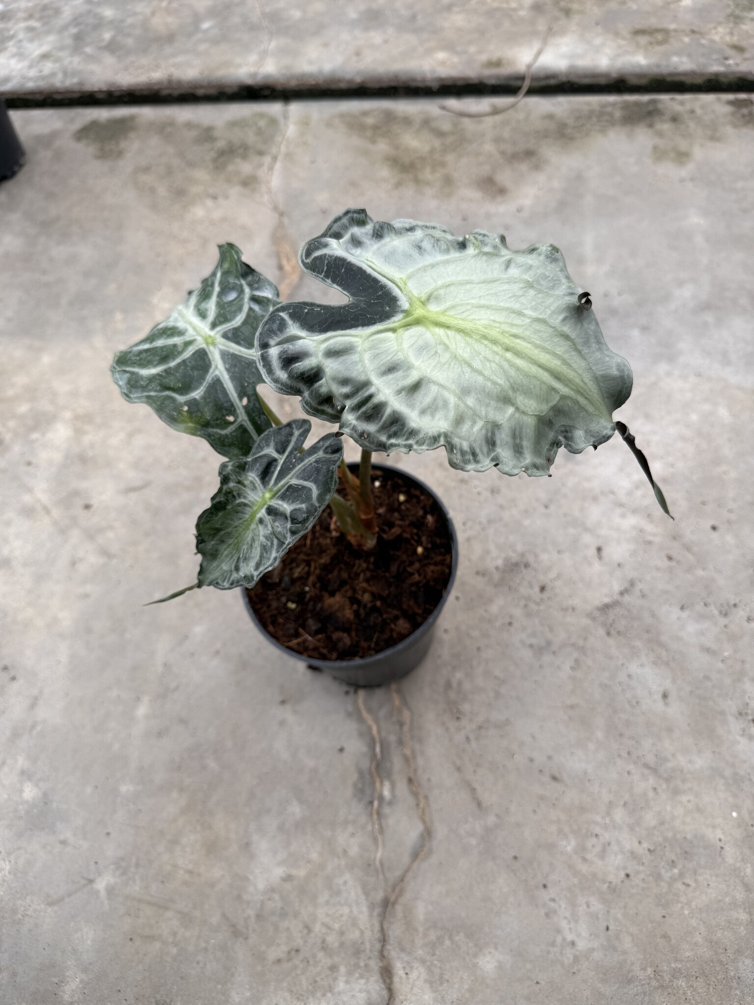 Alocasia Venom Ø15 | Limited Leaves - Limited Leaves