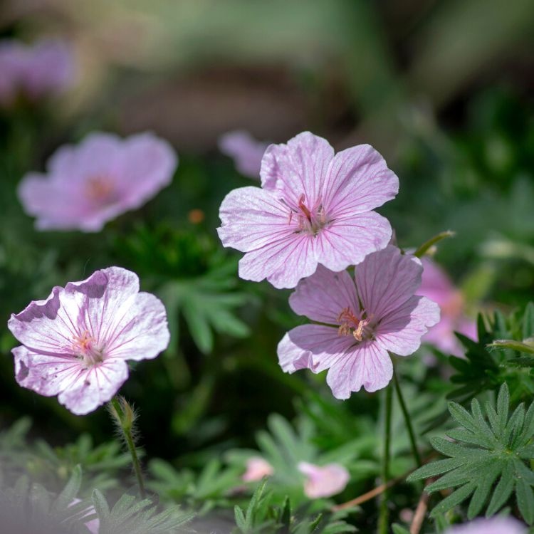 Ooievaarsbek - Geranium 'Vision Pink' | Tuinplantenbezorgd.nl ...