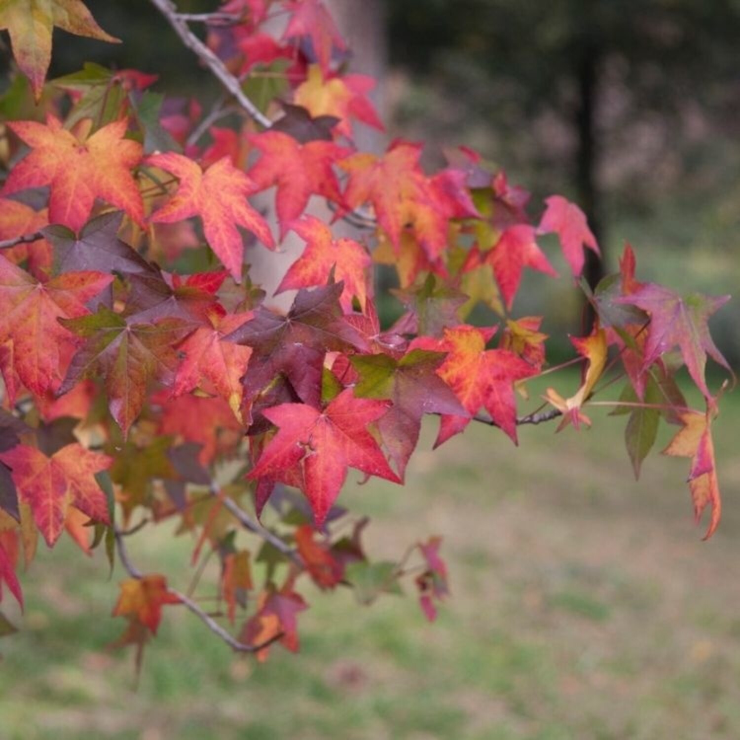 Liquidambar Styraciflua Amberboom 1 Heester Arbre Der Amberbaum Hat