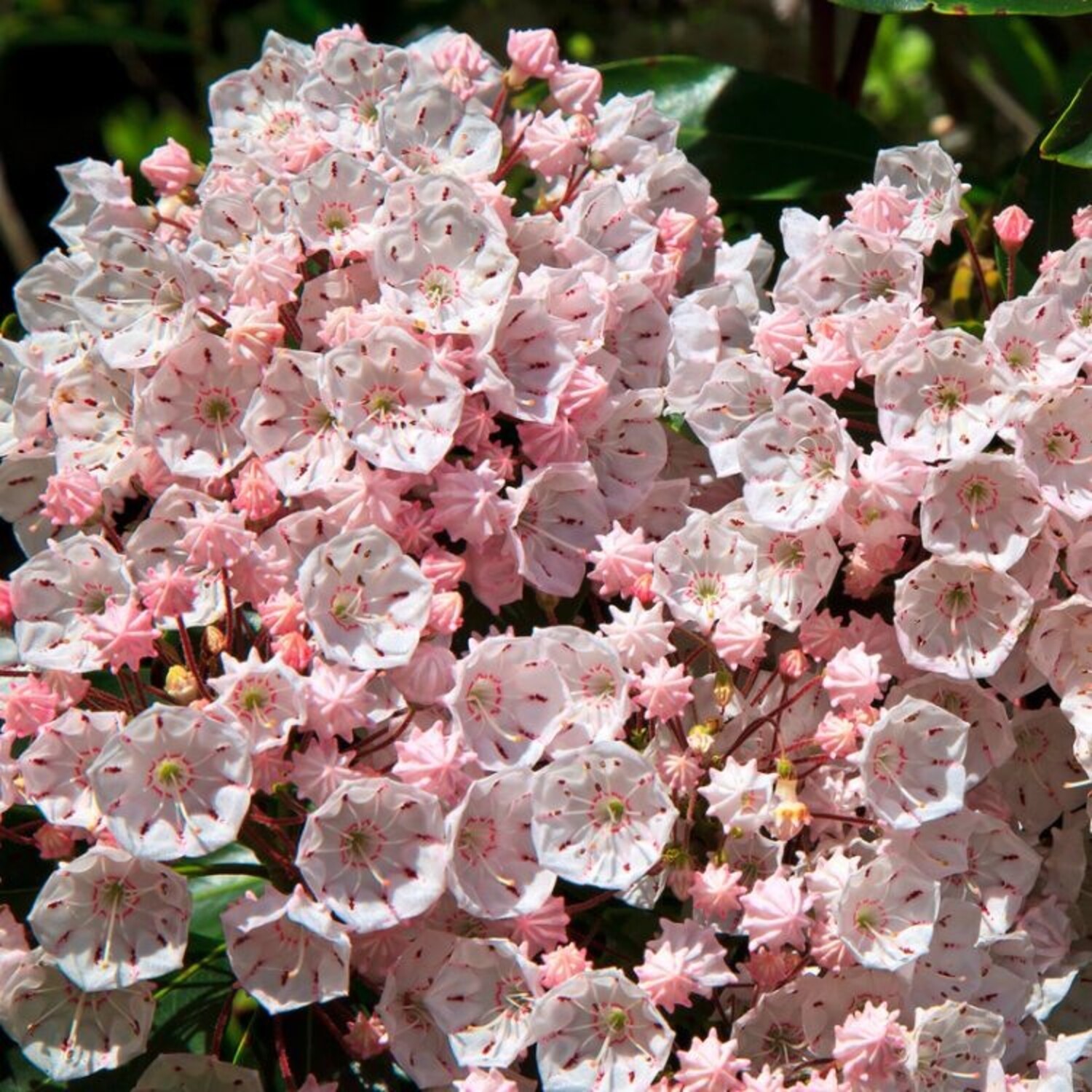 Kalmia Latifolia Kalmia Latifolia Bullseye Mountain Laurel From
