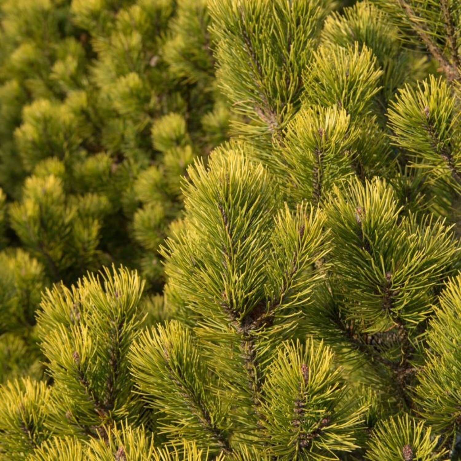 Pinus Mugo Pinus Mugo Mughus Dwarf Mountain Pine