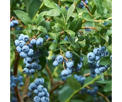 Blauwe bes struik Vaccinium kopen? | Tuinplantenbezorgd.nl ...