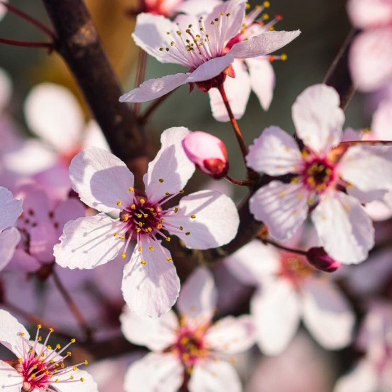 Prunus Cerasifera Rode Kerspruim Als Struik (Prunus Cerasifera