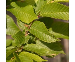 Beukenbomen kopen | Tuinplantenbezorgd.nl - Tuinplantenbezorgd.nl
