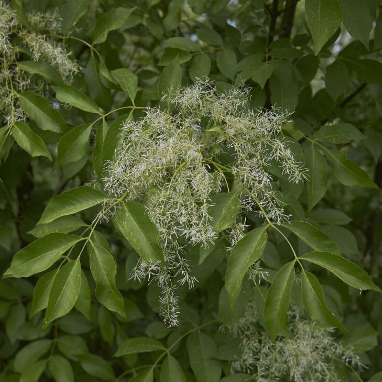 Fruta Fraxinus Ornus Fraxinus Ornus 'Meczek' Designer™ Flowering