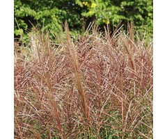 Hoog siergras Miscanthus | Tuinplantenbezorgd.nl - Tuinplantenbezorgd.nl