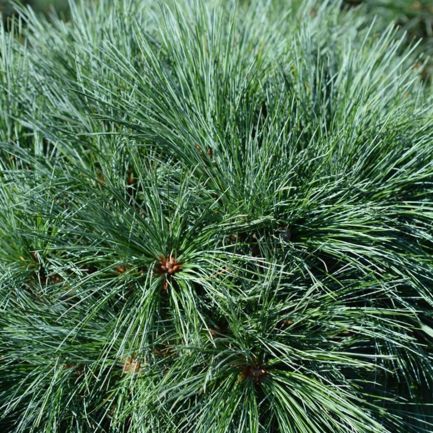 Pinus Strobus Pinus Strobus 'Blue Shag' | Dobies