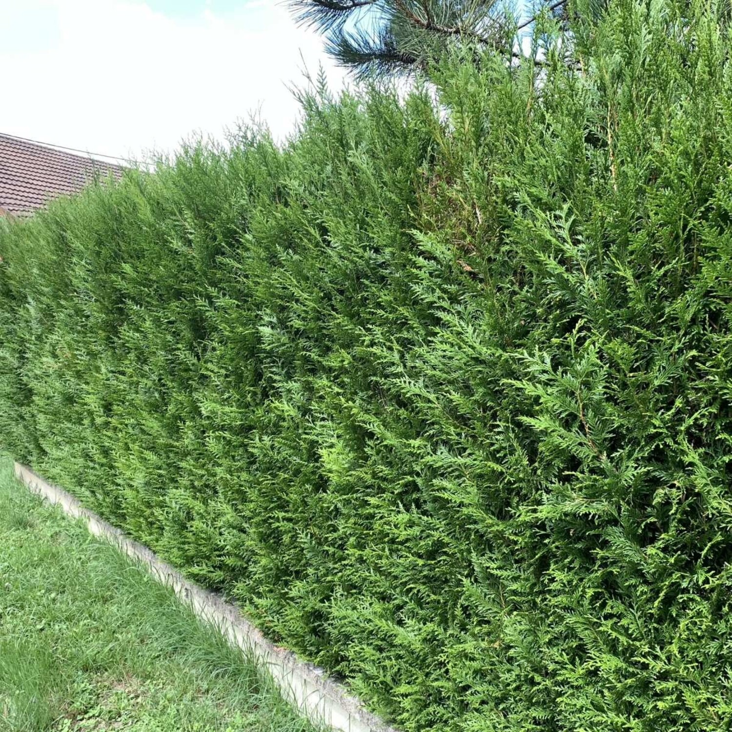 Thuja Plicata Thuja Plicata Gelderland Western Red Cedar 3 4ft Pack Of