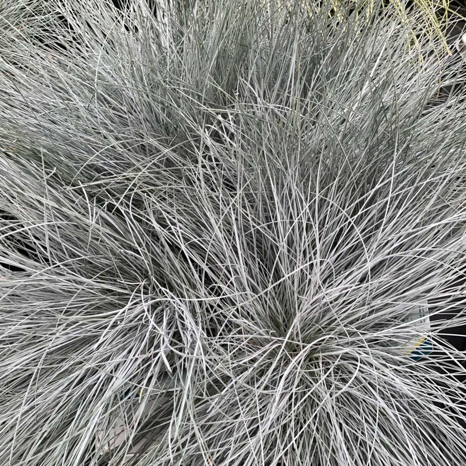 Festuca Glauca Blue Fescue 'Festuca Glauca' 6 X Large Plug Plants