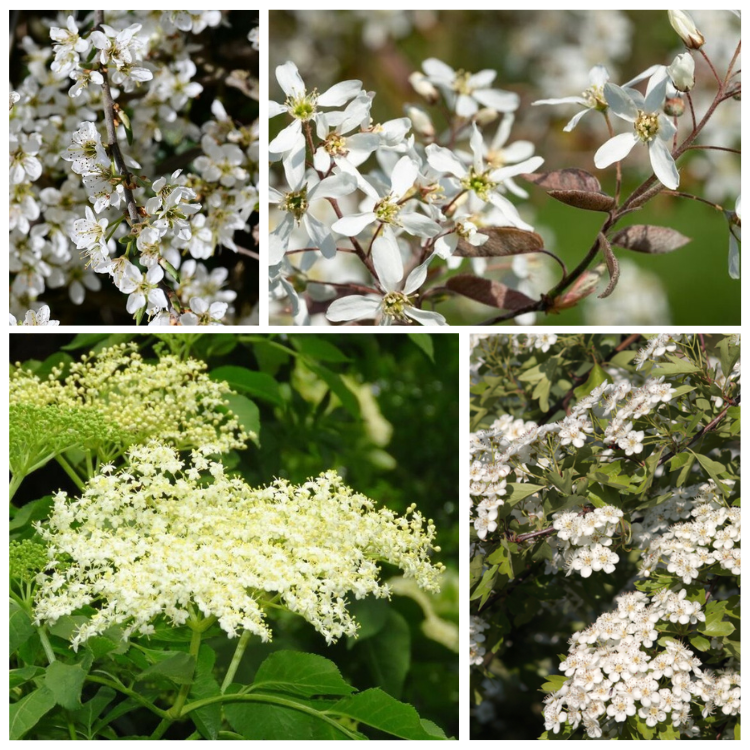 Haagpakket Inheemse haag (4 m1) | Tuinplantenbezorgd.nl ...