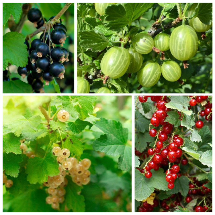 Gemengd fruithaagje (4 m1) | Tuinplantenbezorgd.nl - Tuinplantenbezorgd.nl