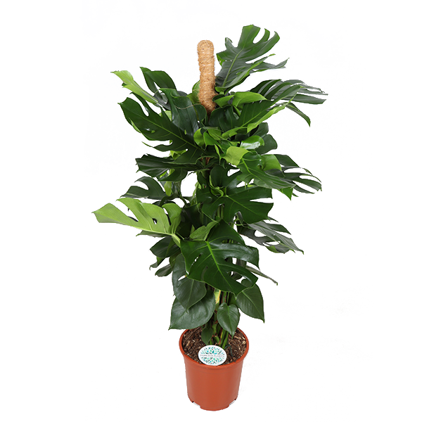 Planten.nu | Monstera Deliciosa MOSSTOK - Ø27cm - ↕150cm kopen - Planten.nu
