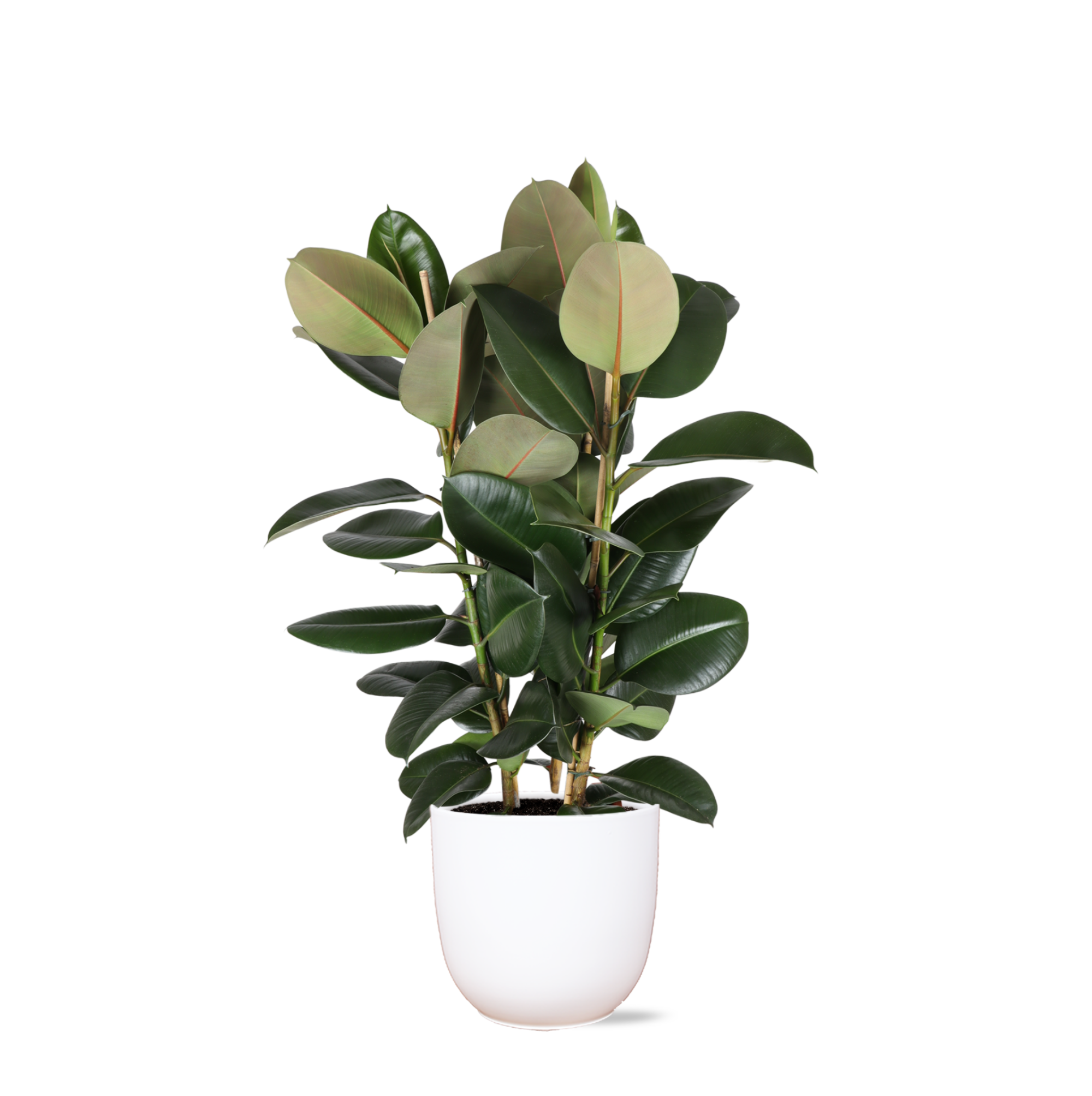 Ficus Elastica Robusta Ø27cm - ↕115cm in Boule WIT pot kopen - Planten.nu