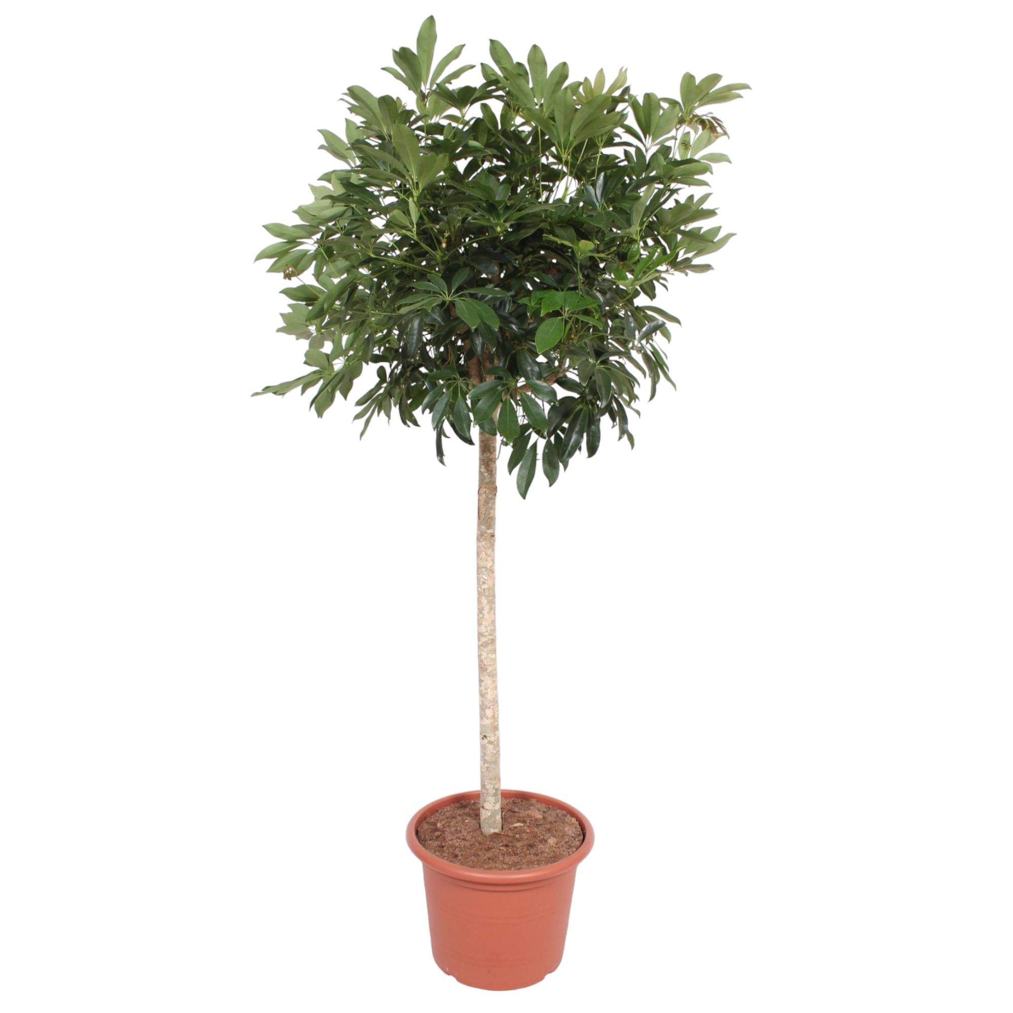 Planten.nu | Schefflera Arboricola Compacta boom - 190 cm - ø45 kopen - Planten.nu