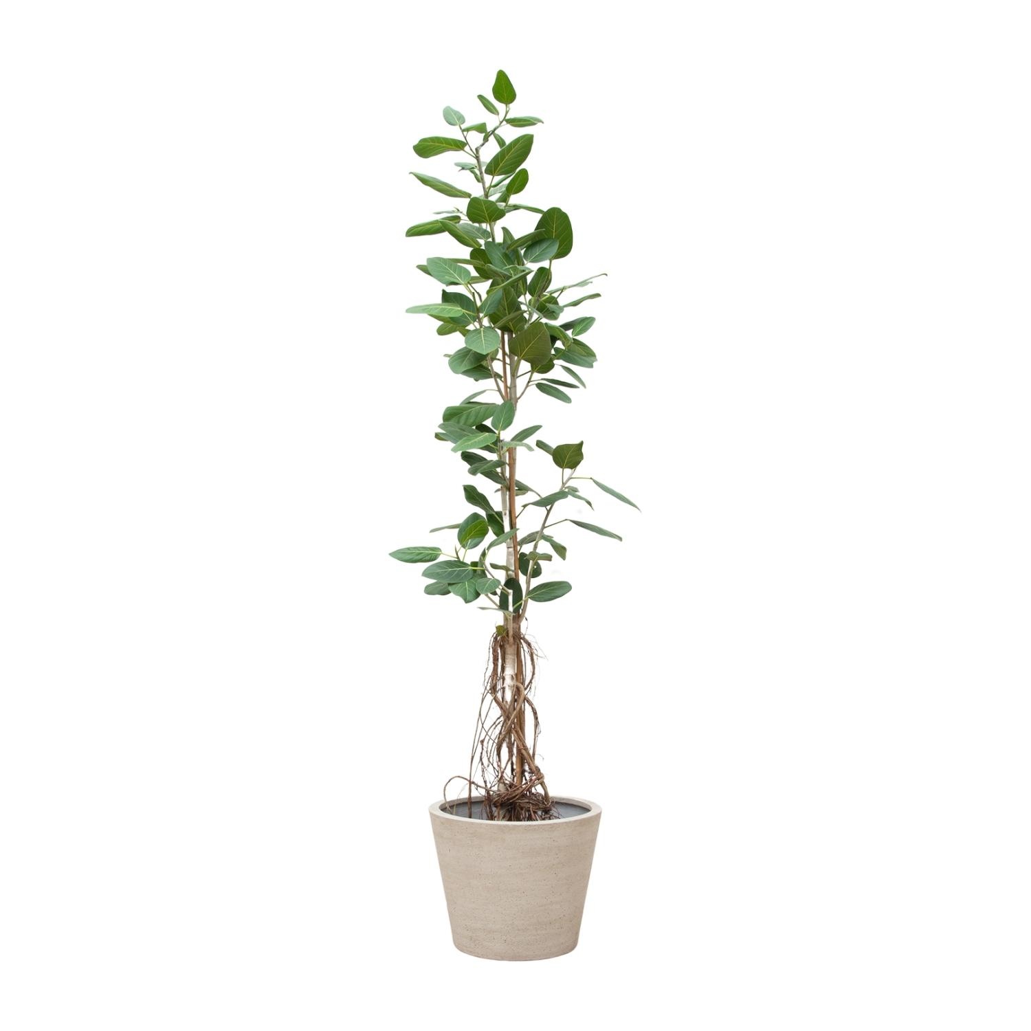 Ficus Benghalensis Audrey Op Stam Met Hangende Wortels - 220cm - ø45 ...