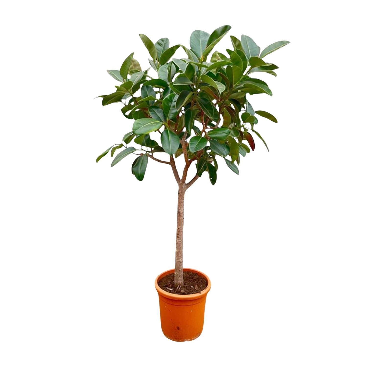 Planten.nu | Ficus Elastica Robusta op stam - 210cm - ø40 kopen ...