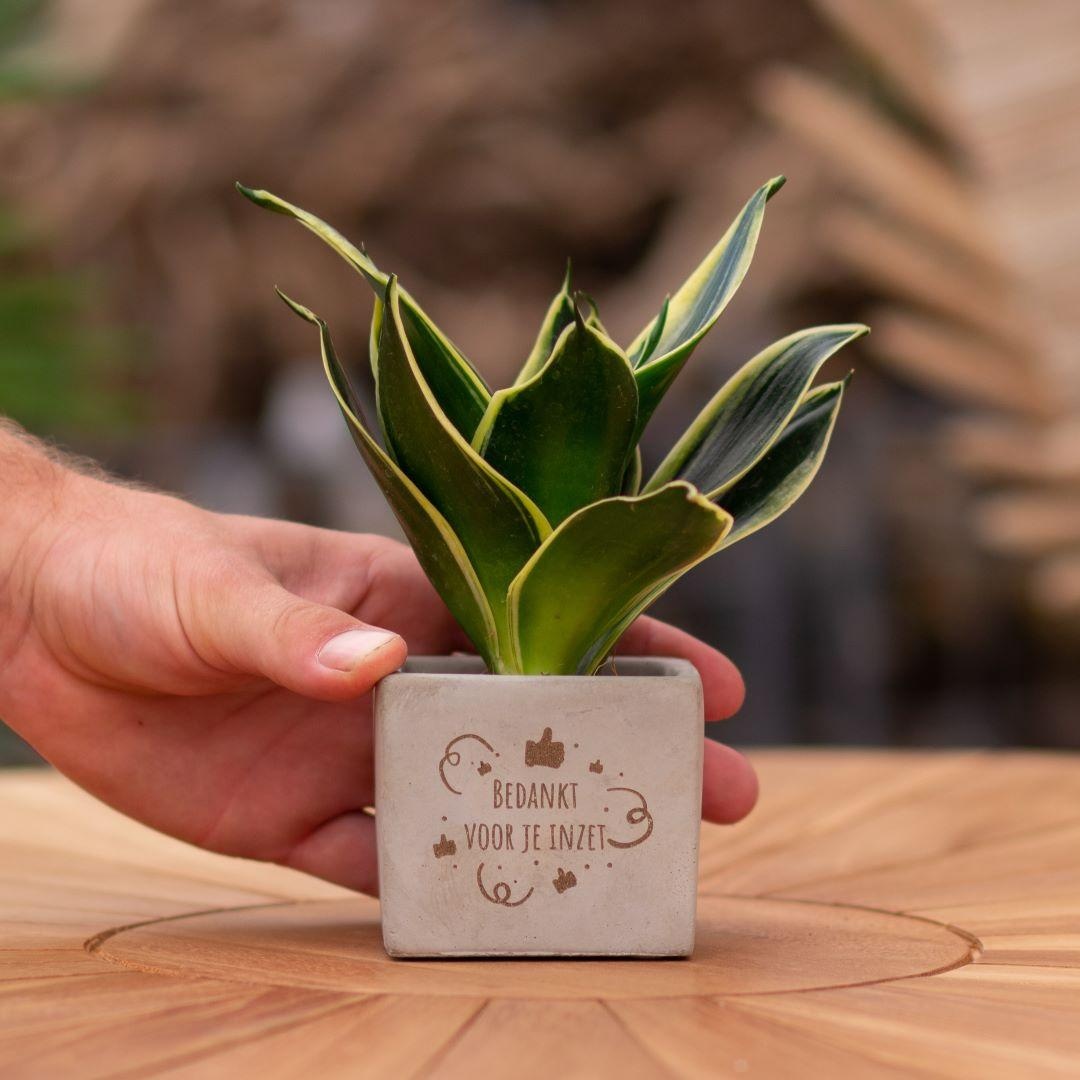 Congreet plantpots + Sansevieria | Bedankt voor je inzet kopen - Planten.nu