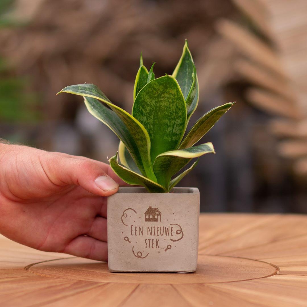 Planten.nu | Congreet plantpots + Sansevieria | Een nieuwe stek kopen ...