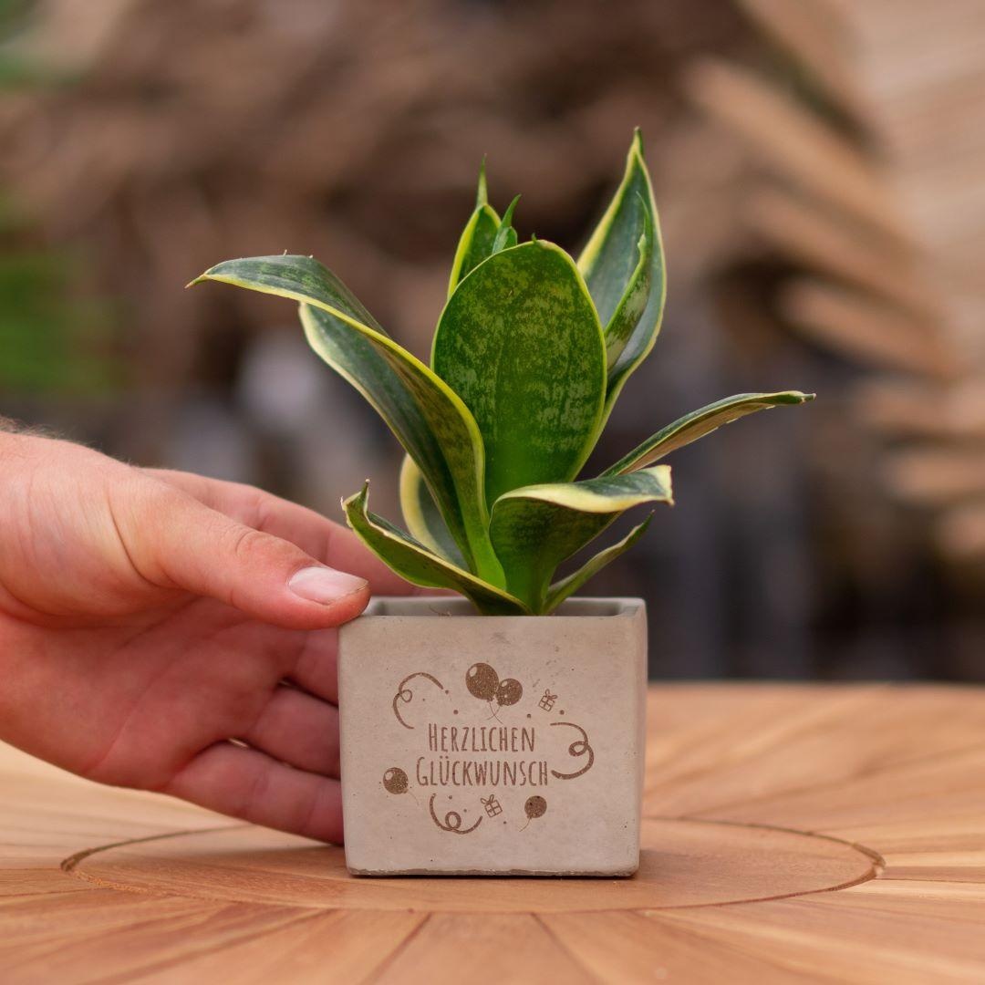 Congreet plantpots + Sansevieria | Herzlichen Glückwunsch kopen ...