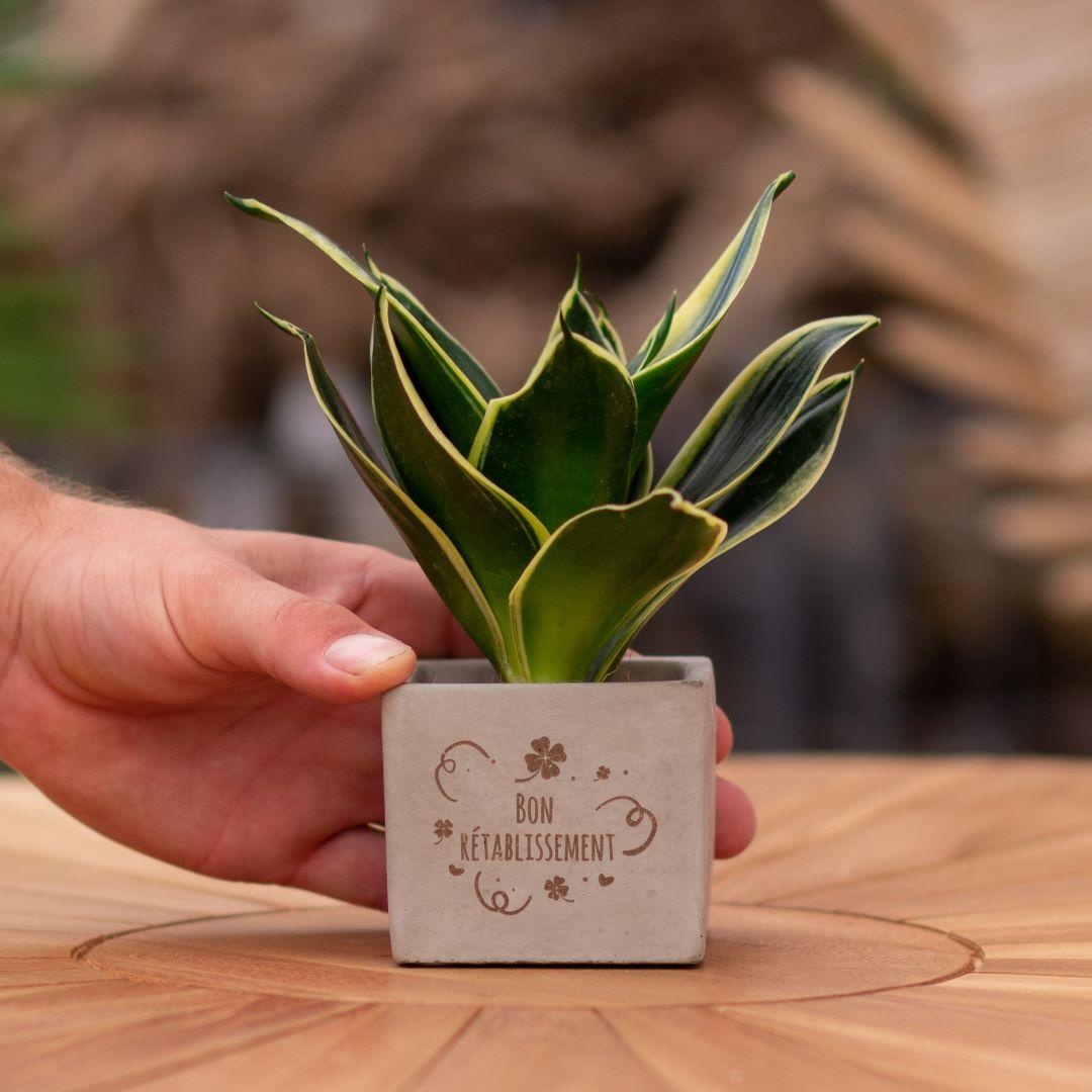 Planten.nu | Congreet plantpots Sansevieria Bon rétablissement kopen ...