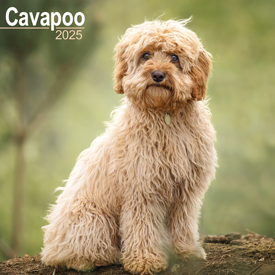 Comprar Calendario Cavapoo 2025 | Simplemente haz tu pedido online ...