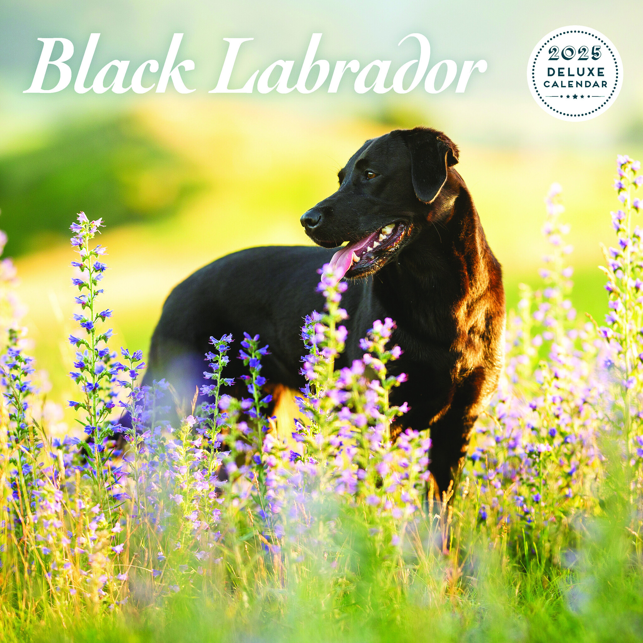 Labrador Retriever Kalender 2025 Kopen? | Bestel eenvoudig Online ...