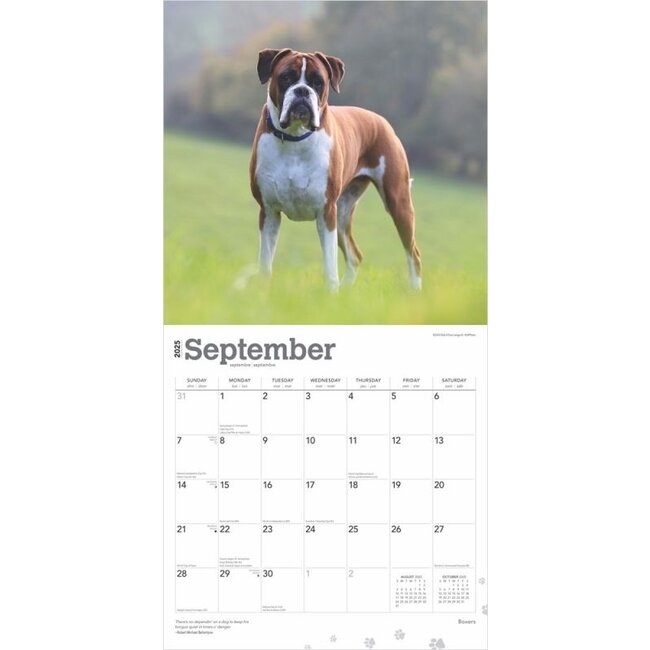 Calendario Boxer 2025 Comprar | con preciosas fotos del Boxer ...