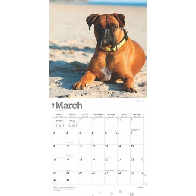 Calendario Boxer 2025 Comprar | con preciosas fotos del Boxer ...