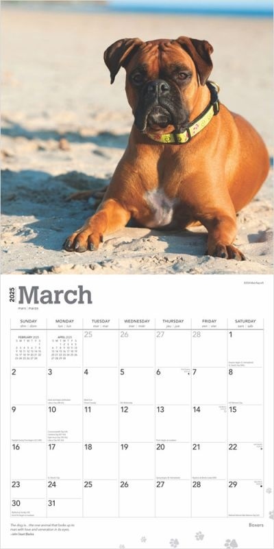 Calendario Boxer 2025 Comprar | con preciosas fotos del Boxer ...