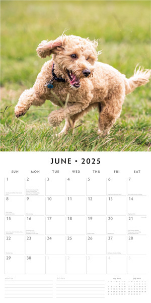 ¿Comprar el Calendario Cockapoos 2025? Fácil y rápidamente pedido en ...