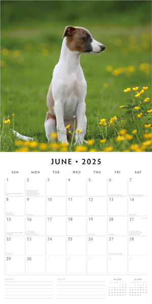 ¿Comprar el Calendario Whippet 2025? Fácil y rápidamente pedido en ...