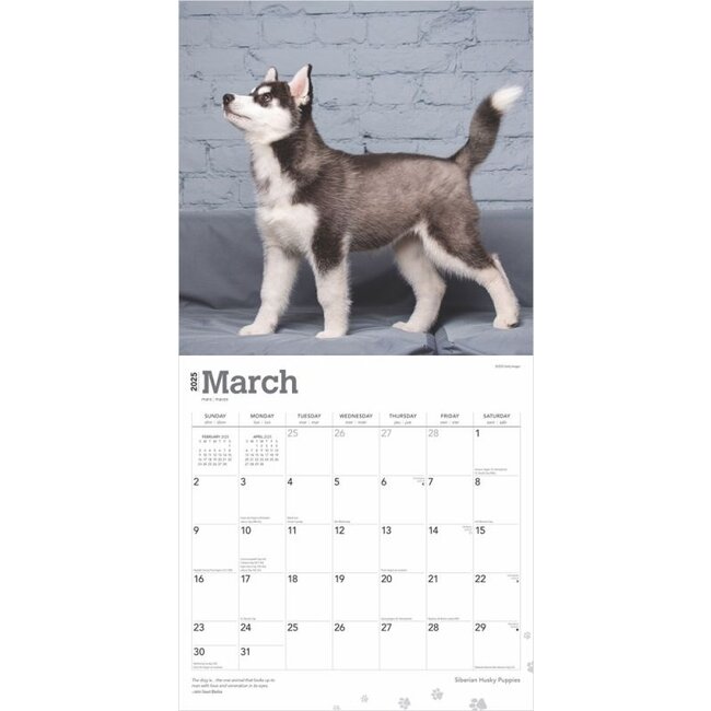 Calendario Cachorros Husky Siberiano 2025 Comprar | Pedir online ...