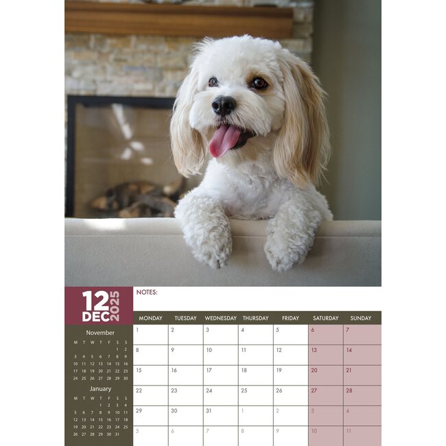 Acheter Cockapoo A3 Calendrier 2025 ? Commande en ligne rapidement et ...