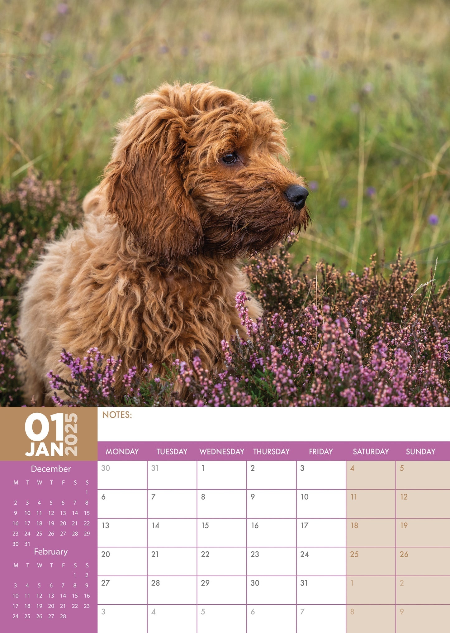 Acheter Cockapoo A3 Calendrier 2025 ? Commande en ligne rapidement et ...