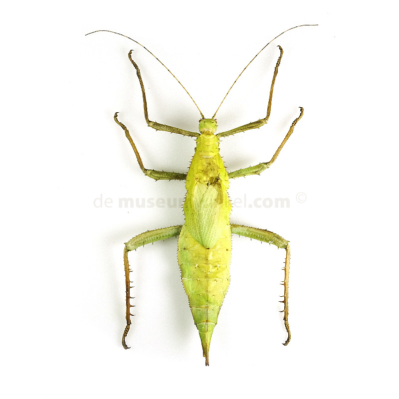 Heteropteryx dilatata - jungle nymph - DMW.nu