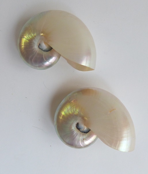 Polished nautilus shell small - DMW.nu