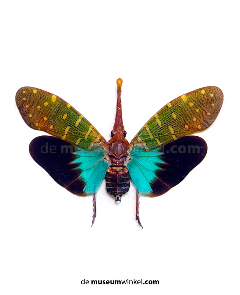 Pyrops intricata - DMW.nu