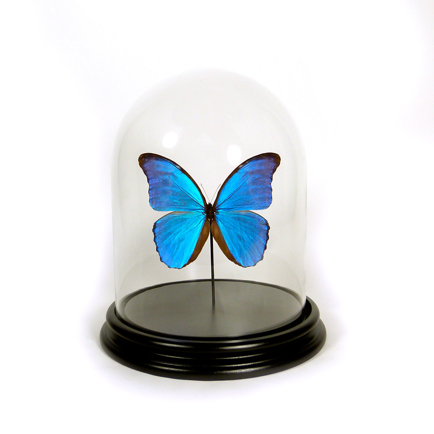 Glass dome with mounted butterfly - Morpho didius - DMW.nu