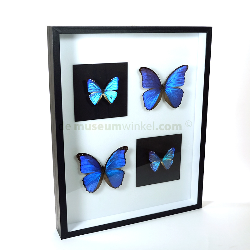 Morpho didius and Morpho aega in insect box - DMW.nu