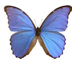 Morpho didius - DMW.nu