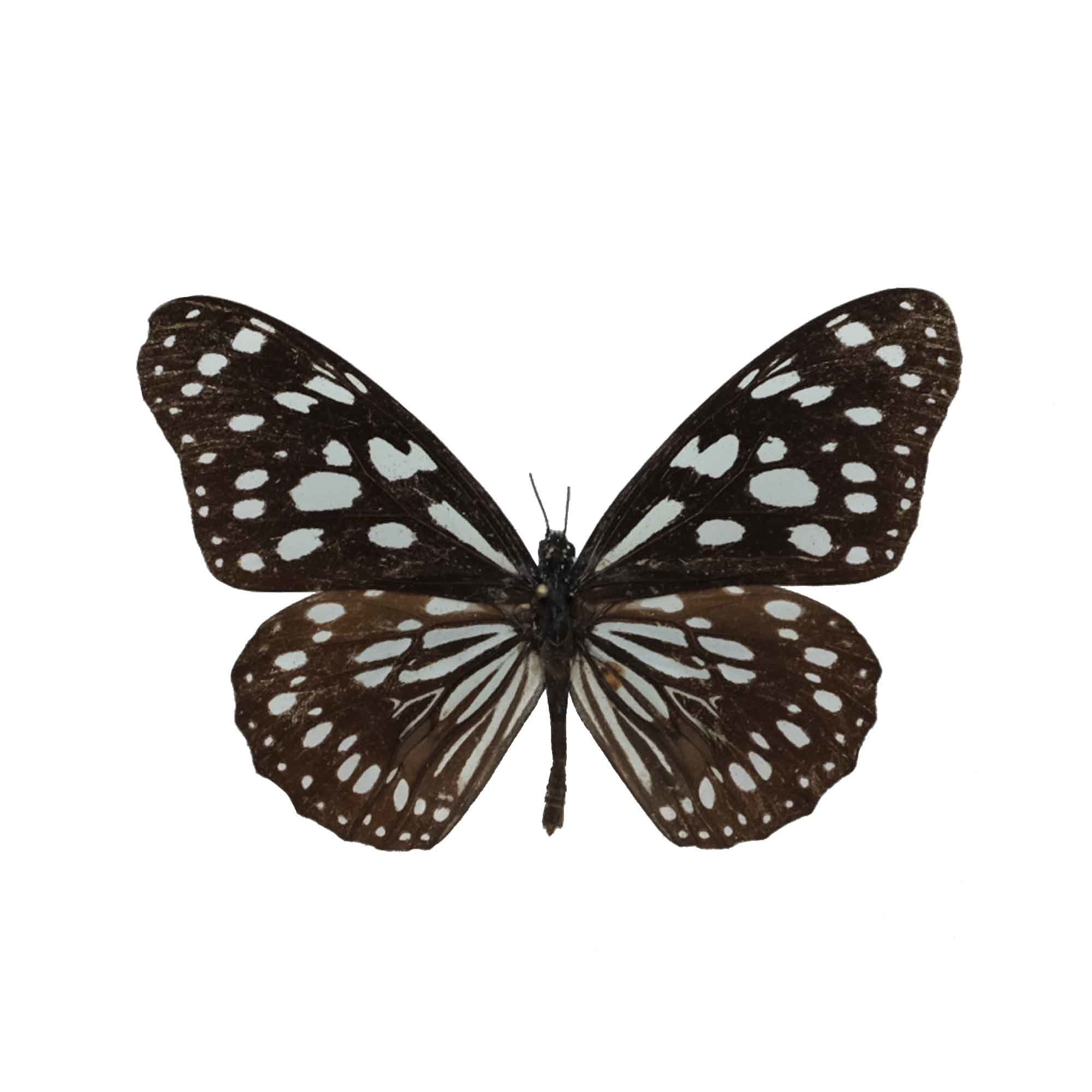 taxidermy; Tirumala sp. - DMW.nu