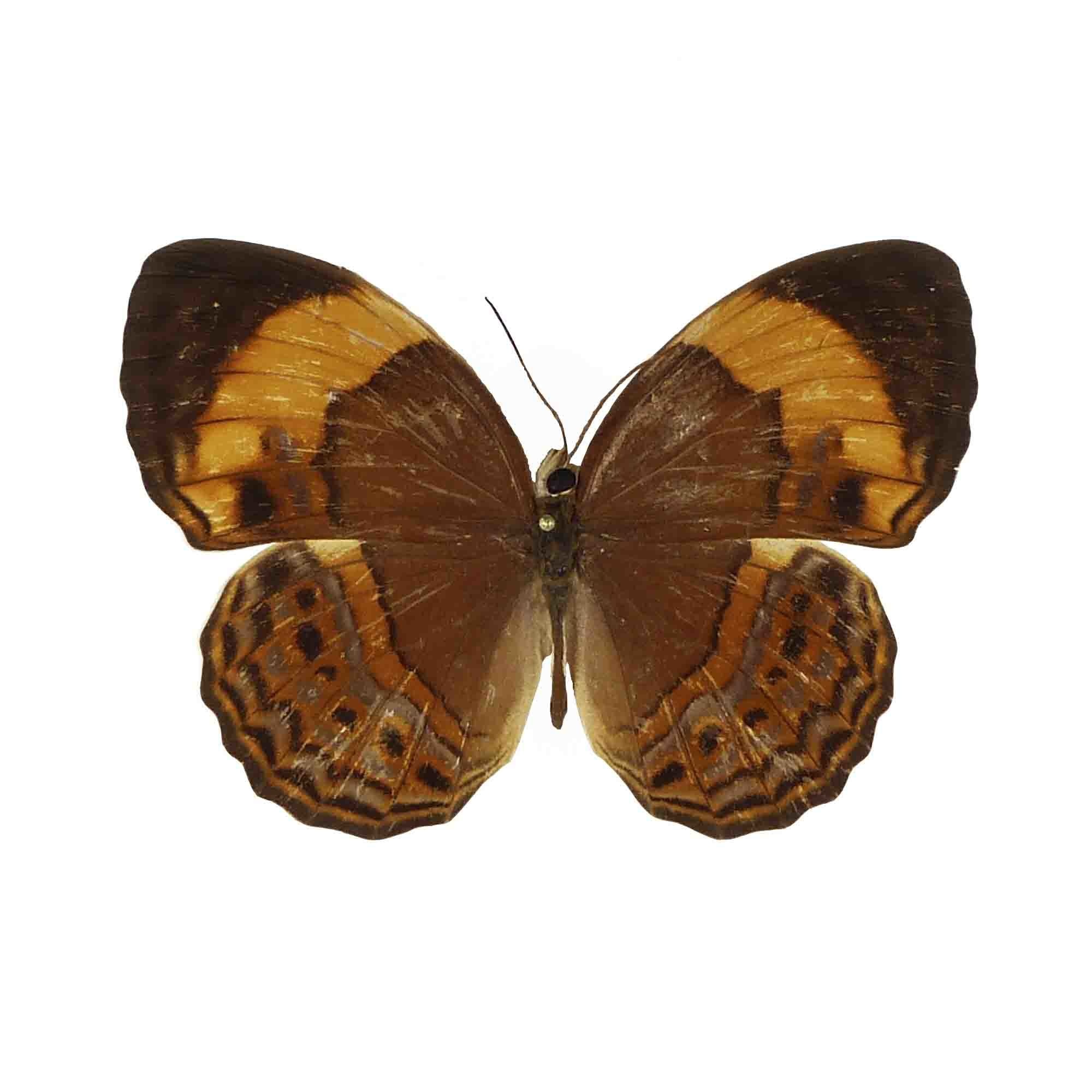 Cupha arias - DMW.nu