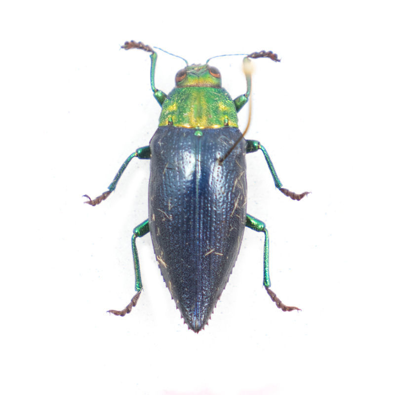 Gelaeus walkeri - DMW.nu