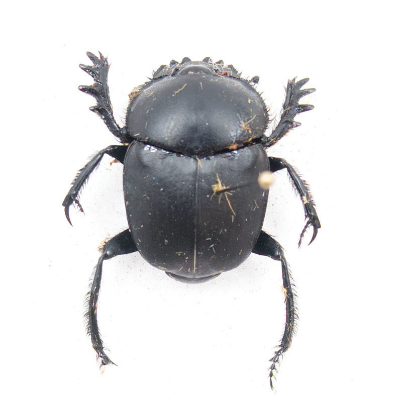 Scarabaeus pius - DMW.nu