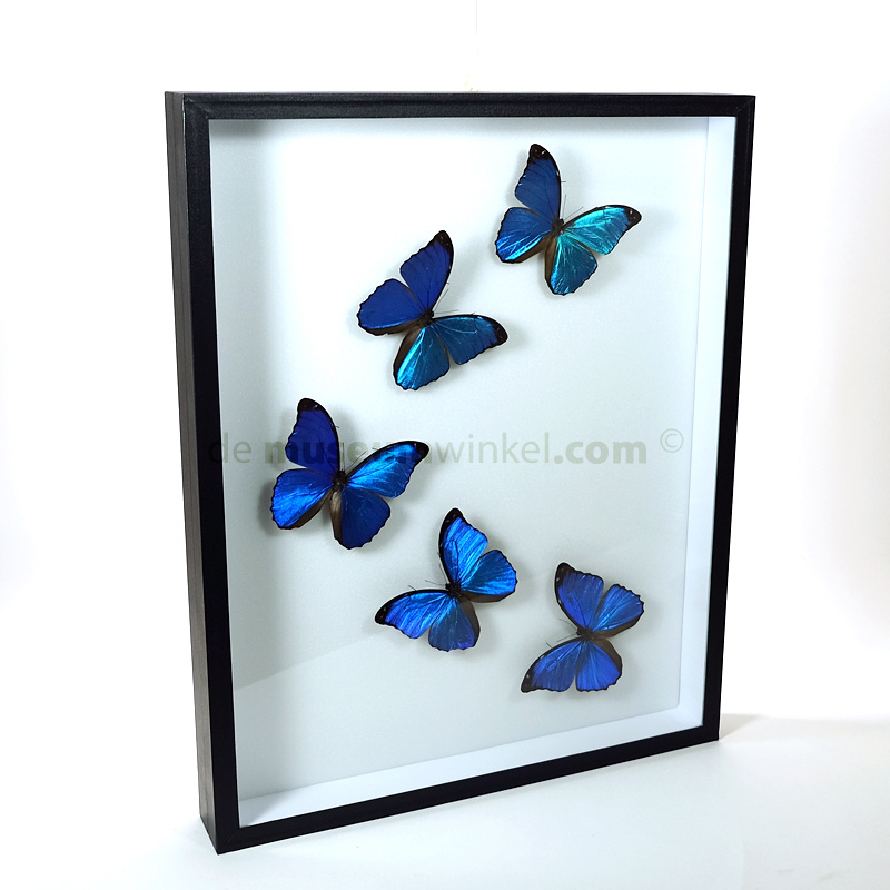 Morpho menelaus in insect box - DMW.nu