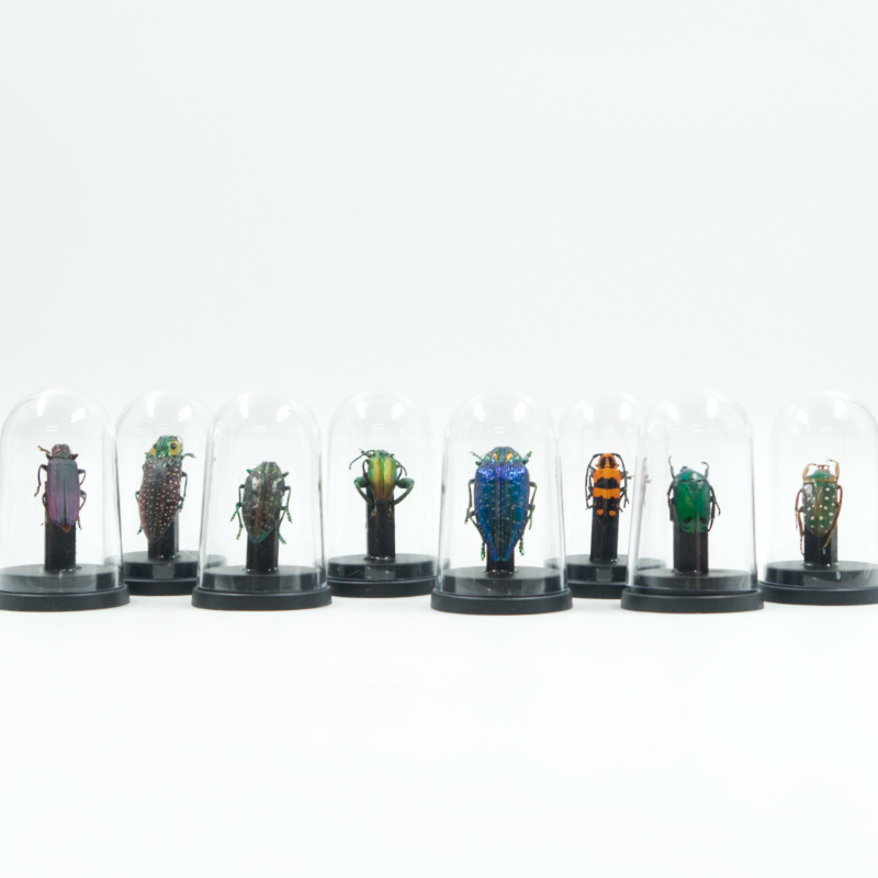 Various colorful insects in tiny dome - DMW.nu