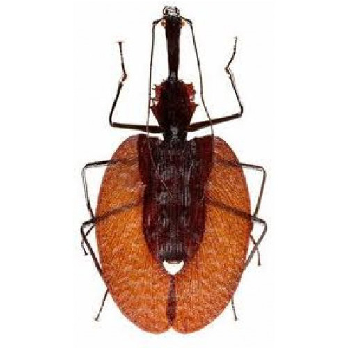 Mormolyce phyllodes - violin beetle - DMW.nu